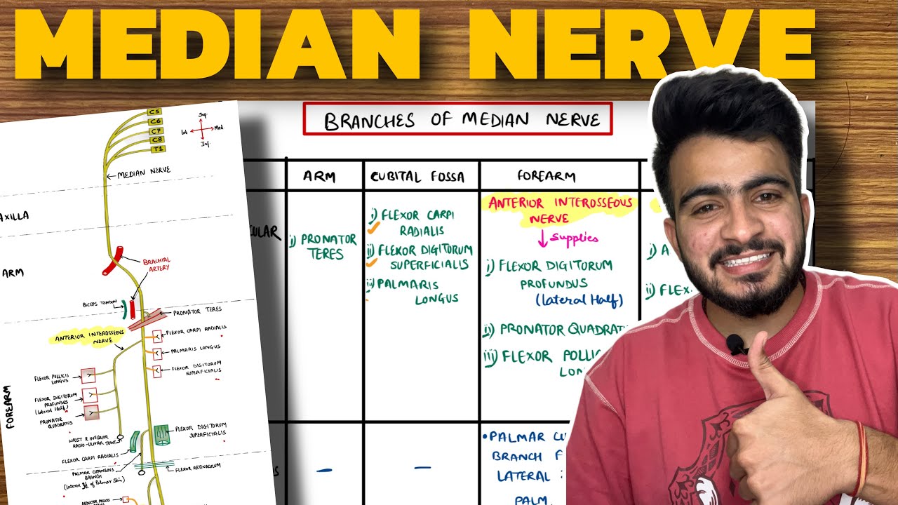 Median Nerve Anatomy | Course and Branches | Upper Limb Anatomy - YouTube