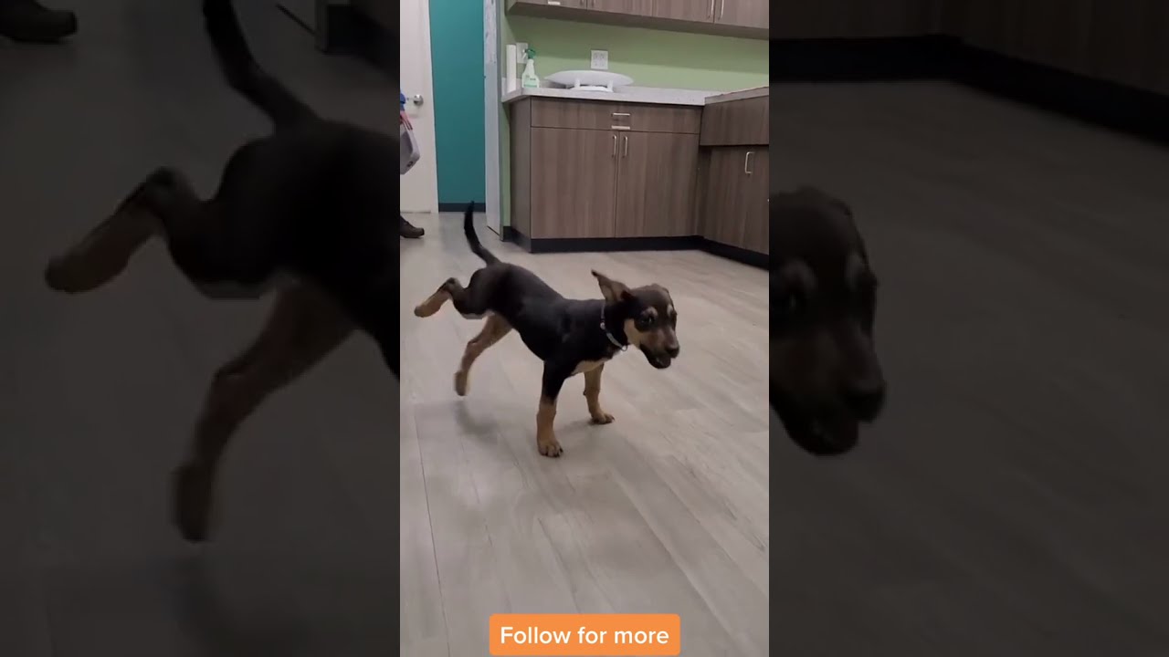 Happy dog dancing - YouTube