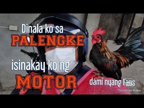 Daming fans ng Manok ko nag Palengke Tour #bantam - YouTube