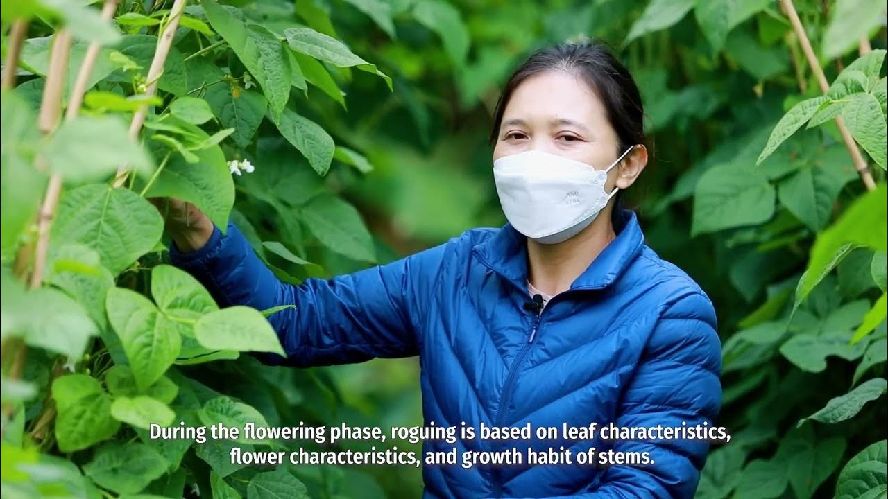 French bean seed production process - YouTube