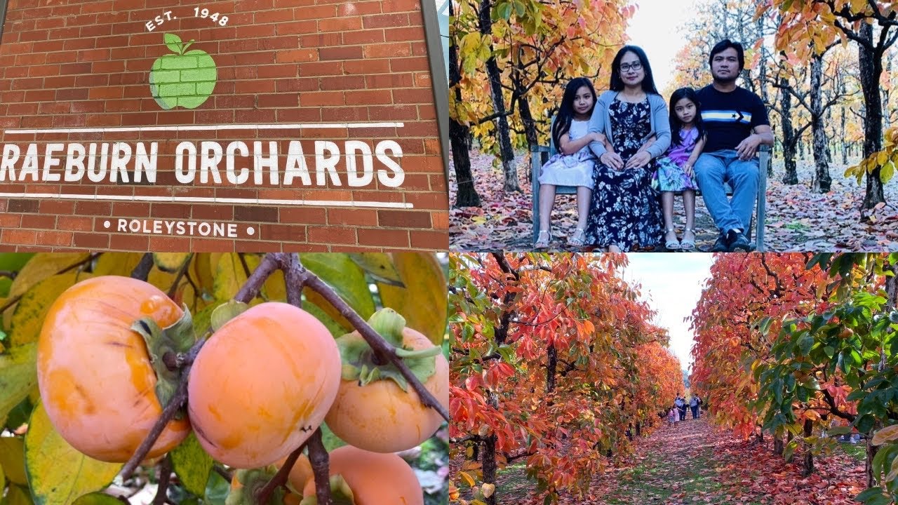 Raeburn Orchard Roleystone | Persimmon Farm | Autumn in Australia ...