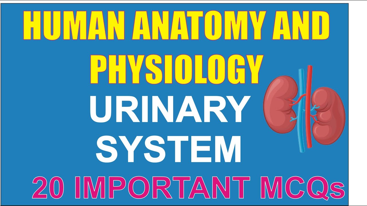 URINARY SYSTEM | 20 IMPORTANT MCQs | HUMAN ANATOMY AND PHYSIOLOGY - YouTube