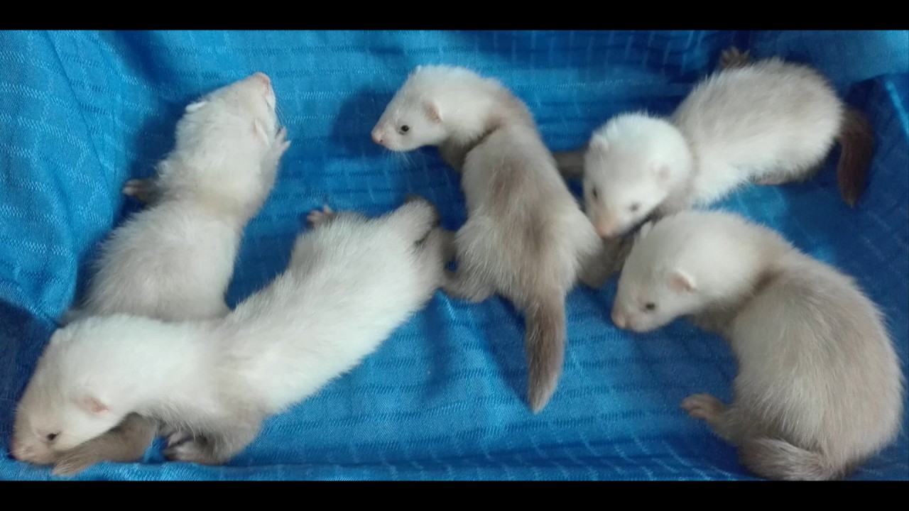 Angora Kits, Carolina Ferrets 2017 - YouTube