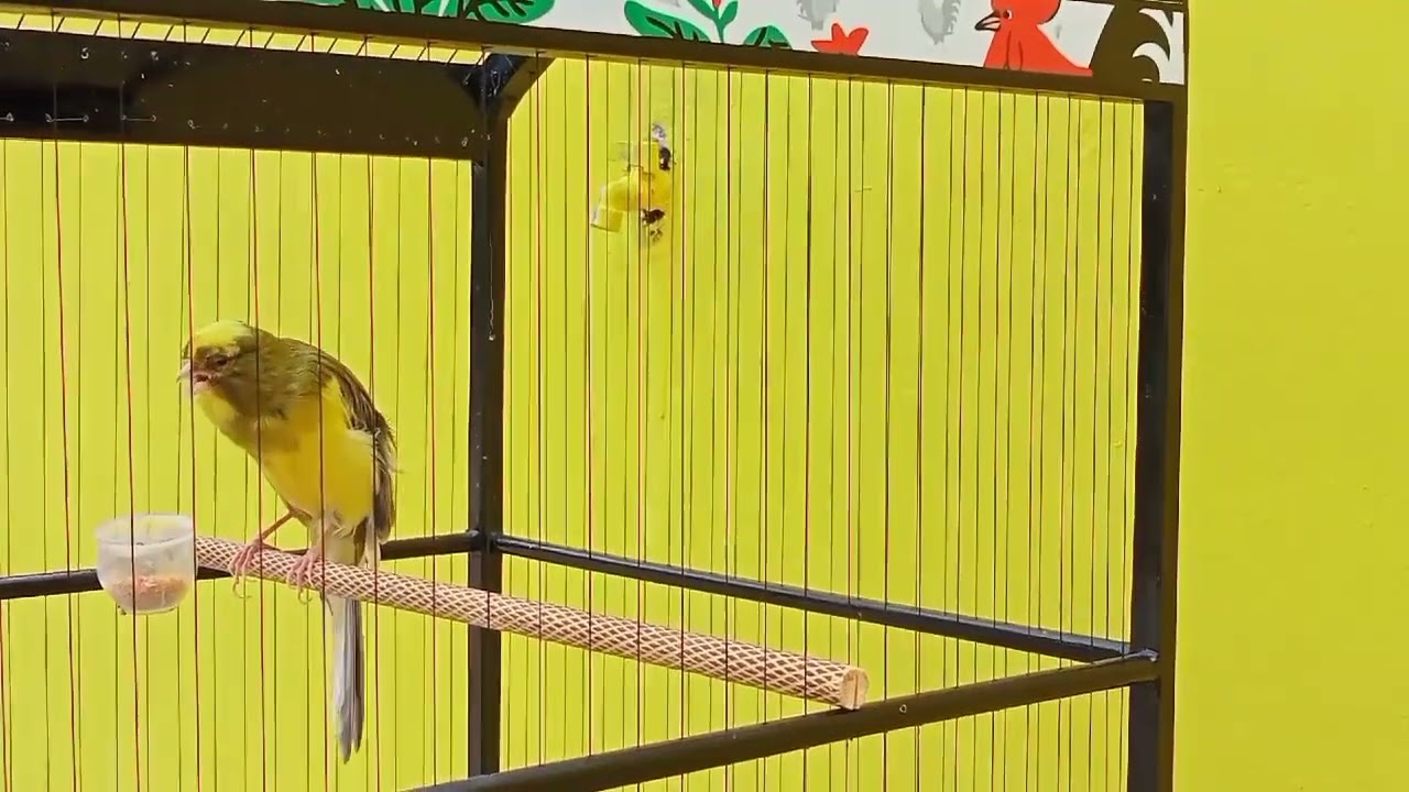 SUARA KENARI RASMI IRAN JERNIH KRISTAL, SANGAT COCOK UNTUK MEMANCING ...