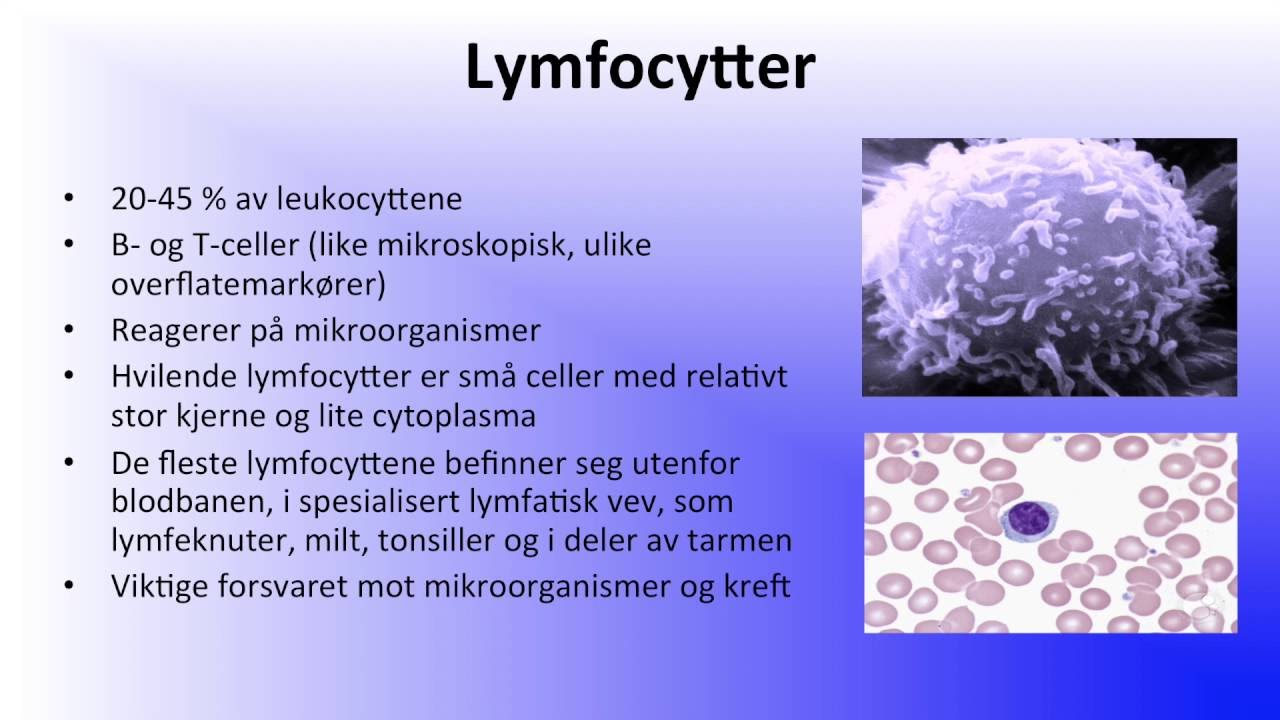 Blodet: Hvite blodceller - YouTube