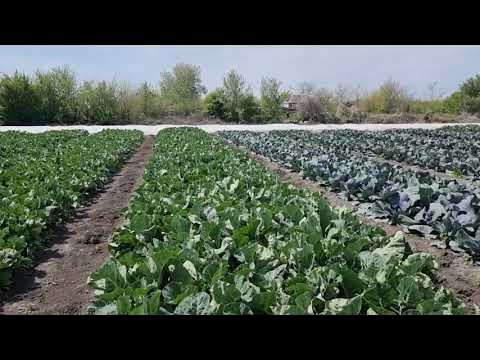 АБЕНИ F1 - ранняя цветная капуста! - YouTube