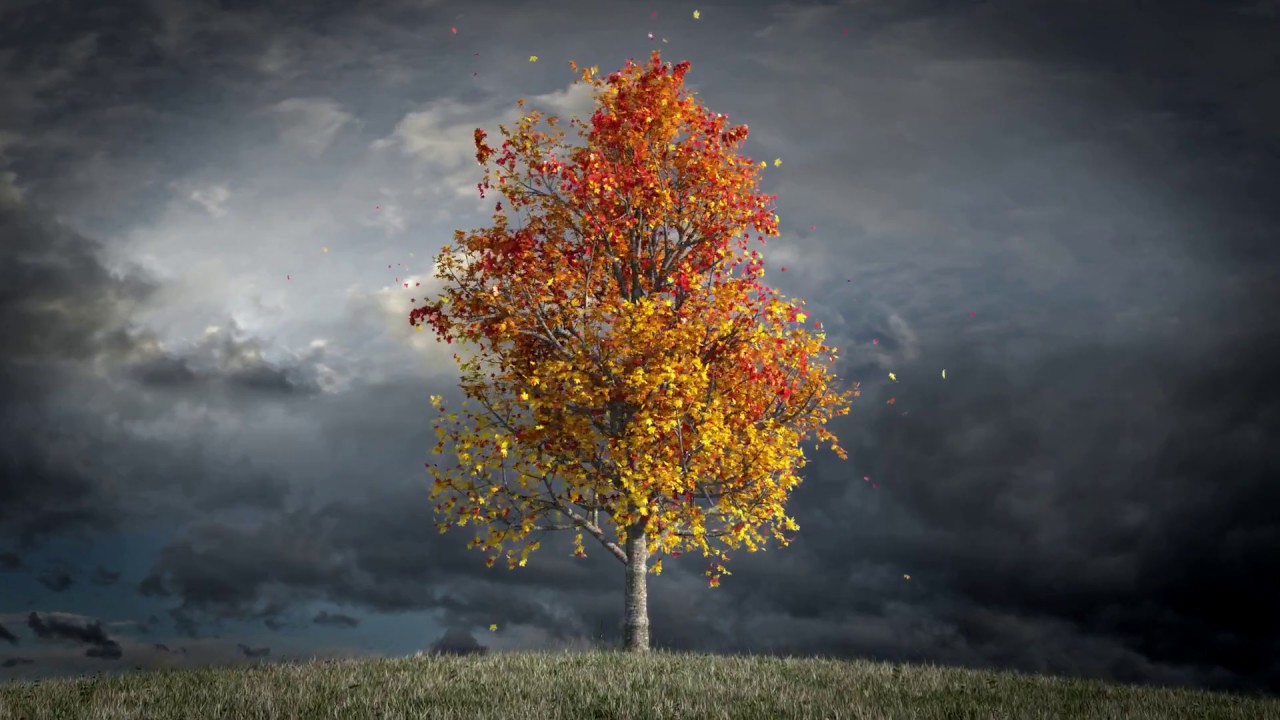 autumn maple tree overcast - royalty free background - YouTube