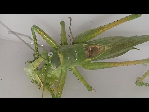 Huge katydid Tettegonia caudata eats a praying mantis, ASMR video! Огромный кузнечик охотится ...