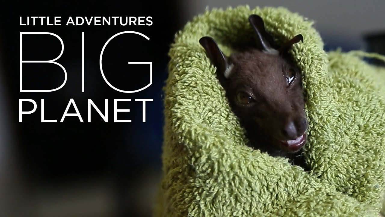 Sad end for a bat with a broken wing - YouTube