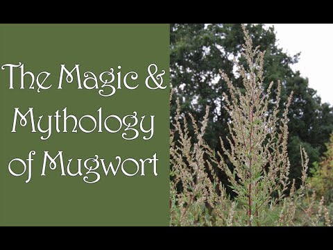 Mugwort and Its Spiritual Uses (Unlocking the Mystical Properties ...