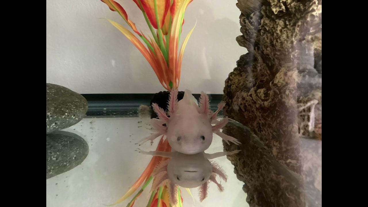 The axolotl song - YouTube