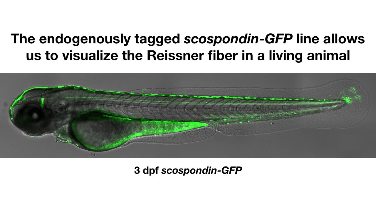 The Reissner Fiber Is Highly Dynamic In Vivo / Curr. Biol., May 7, 2020 ...