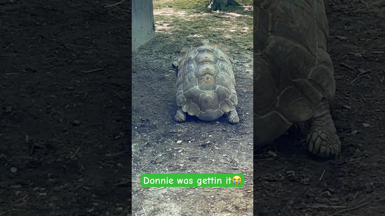 “Mom, what those turtles doing?” Oh nothing kids, just playing piggyback ride🐢 #zoo #momlife # ...