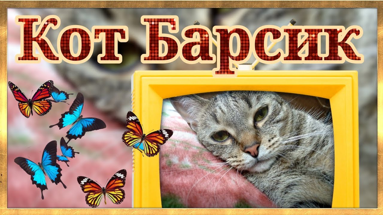 Кот Барсик 😸 Cat Barsik - YouTube
