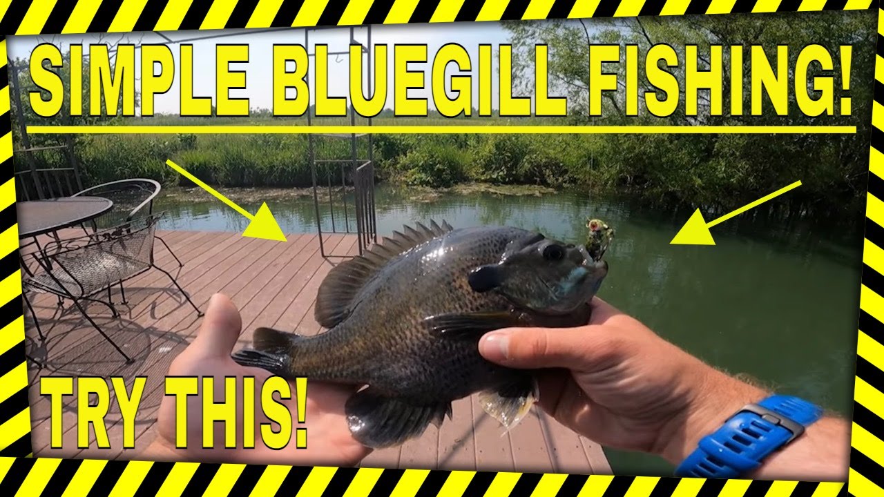 Want to Catch More Big Bluegill / Bream / Shellcracker? Watch this ...