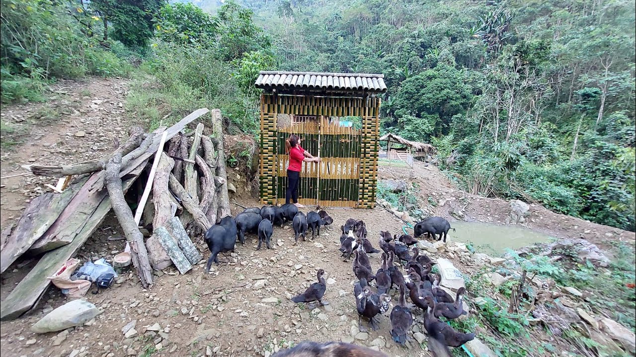 Complete the bamboo house gate - Daily life In The Farm Pig - Building ...