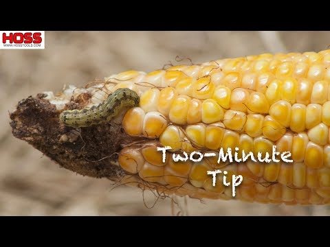 How To Prevent Insects From Eating Corn During Growing Season