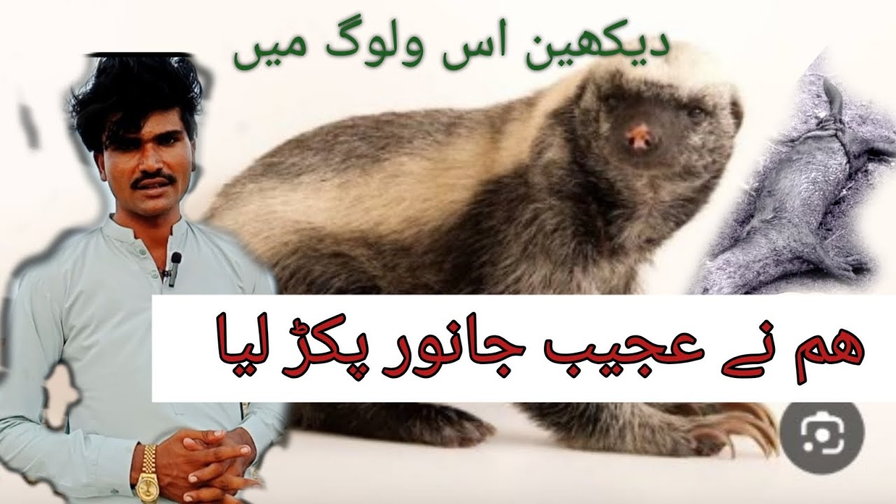 Ham ne Ajeeb Janwar Pakr Lya👈👈#janwar #newvelog - YouTube