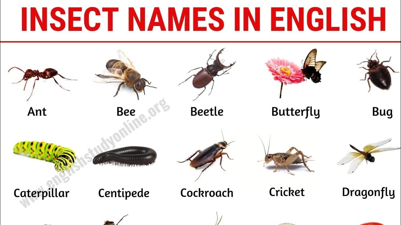 Insects Name In English / Jiv jantu ke Name - YouTube