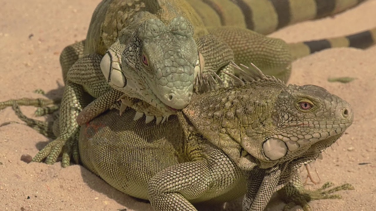 Iguanas Mating Ritual In Bonaire Youtube