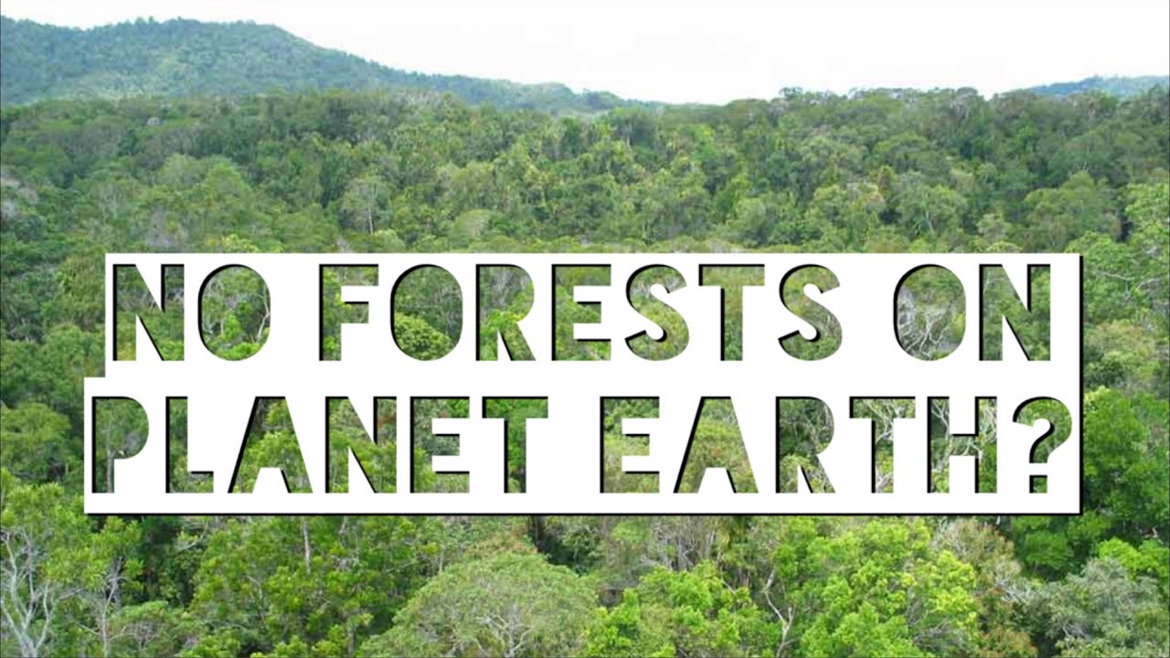 No Forests On Flat Earth - A Flat Earth Distraction? - YouTube