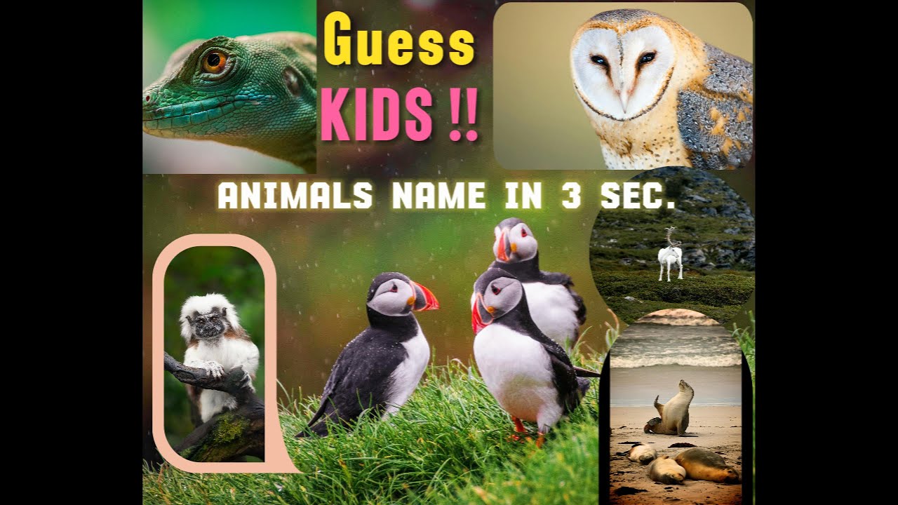 Guess the Animal Name |Fun Animal Quiz for Kids !!#kidsvideo # ...