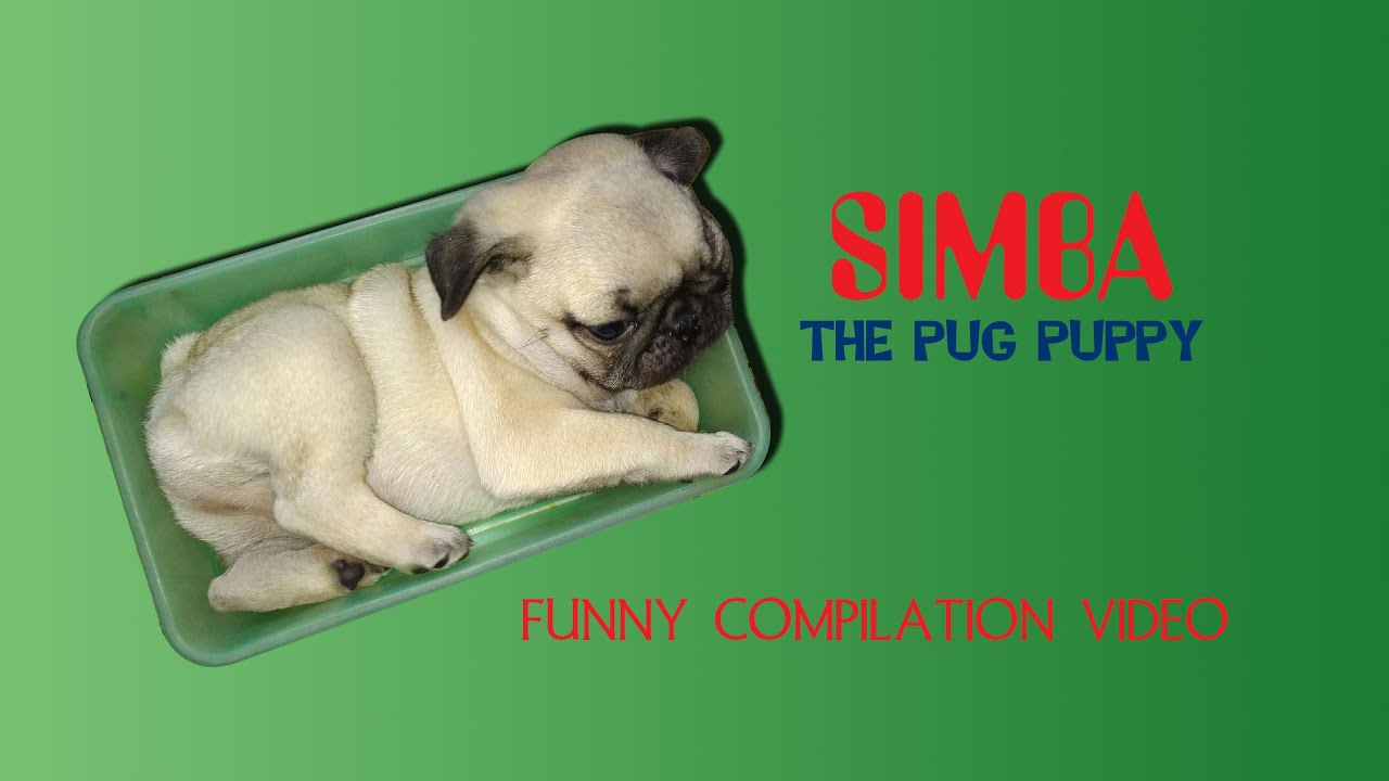 SIMBA PUPPY COMPILATION - YouTube