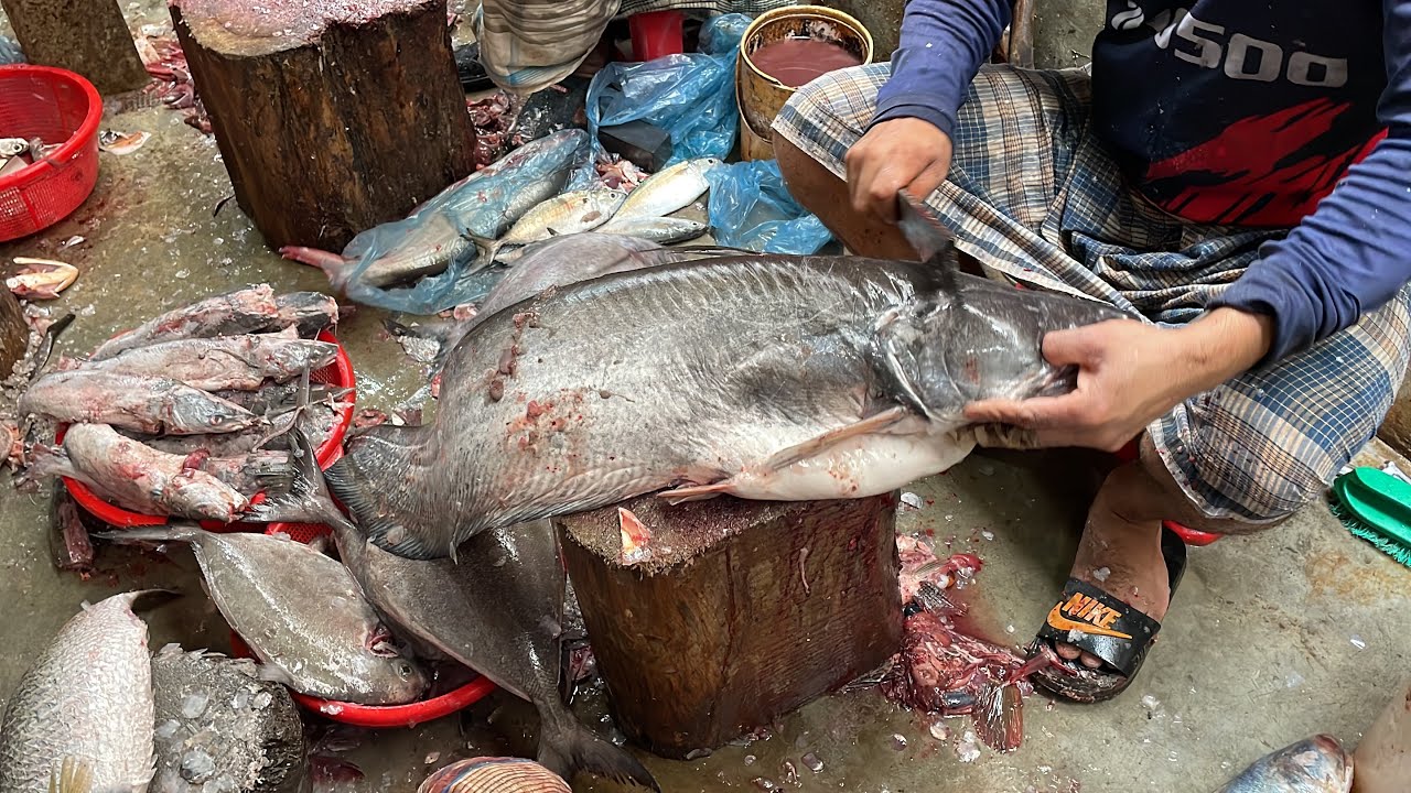 Wallago Catfish Fillet in Asia|| Monster Wallago Catfish Cutting Style ...