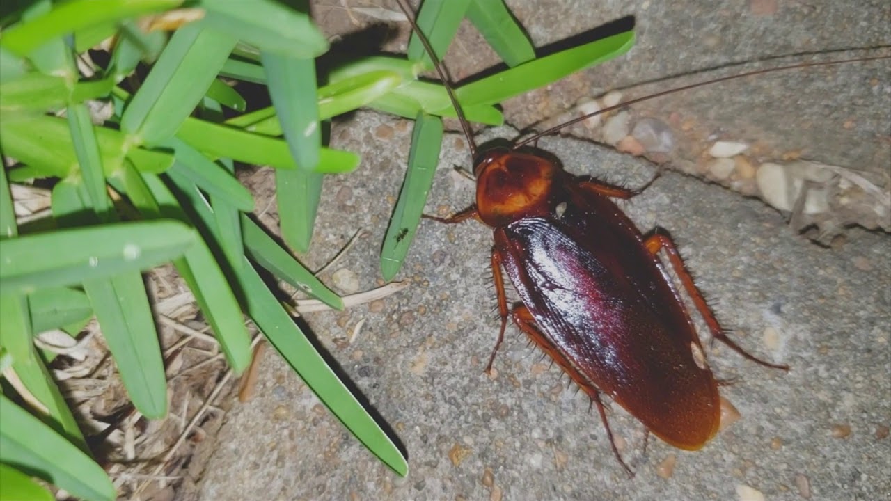 Really big roach - YouTube