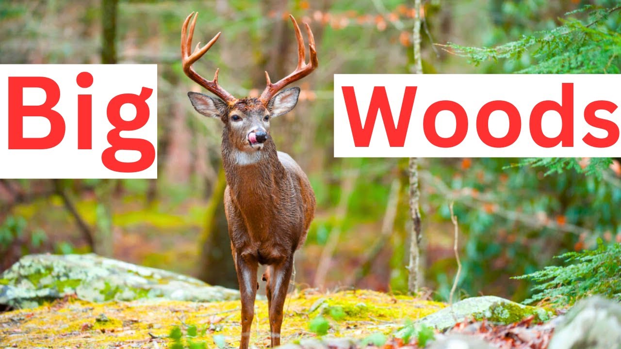 Finding Deer in the Big Woods - YouTube
