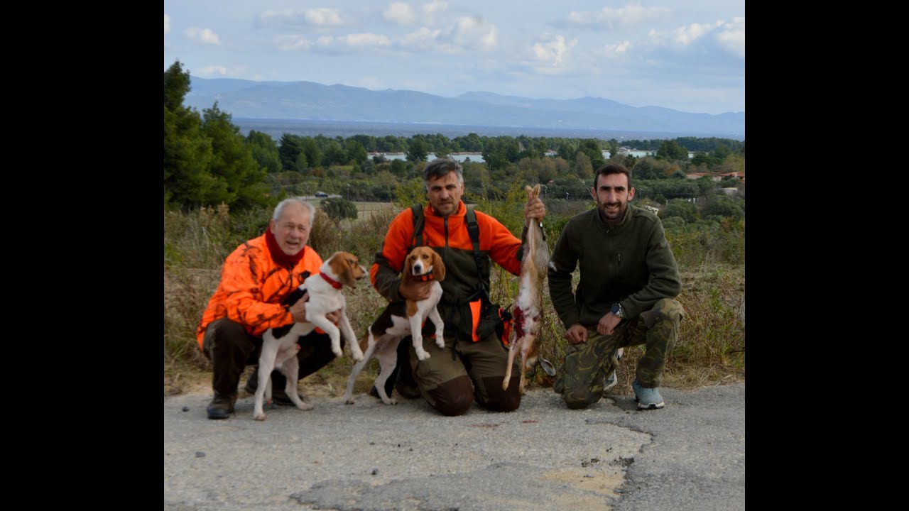 Beagle Tsirkoudis 27/11/2022 κυνηγλ λαγου με beagle - YouTube
