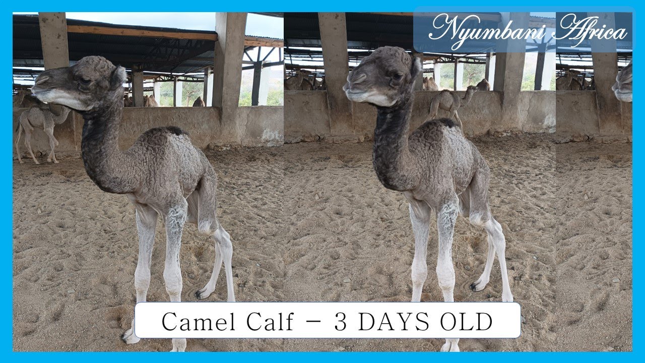 Camel Calf - 3 DAYS OLD - YouTube