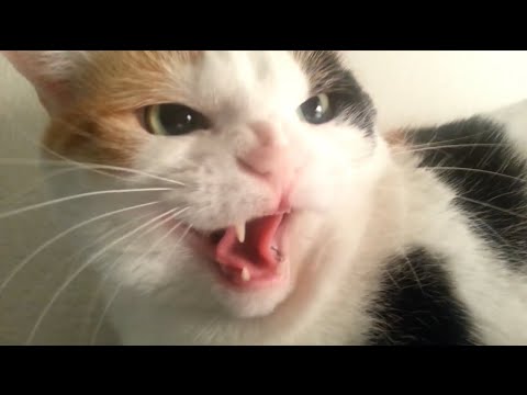 Hissing cat - Abby - #Catvideos #viralcat #cat #cattv #cattitude #calico #trending #hissingcat
