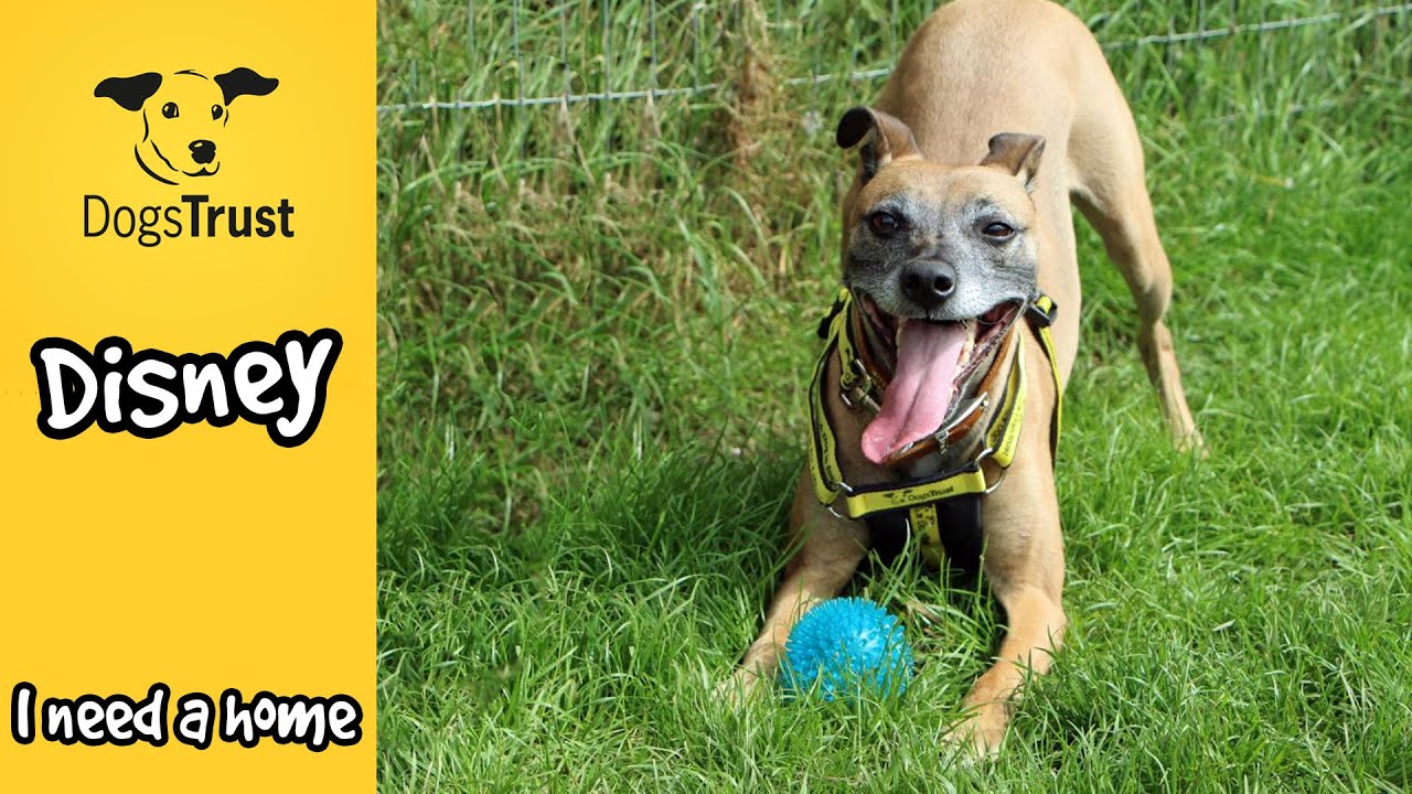 Disney, the affectionate Crossbreed | Dogs Trust Darlington - YouTube