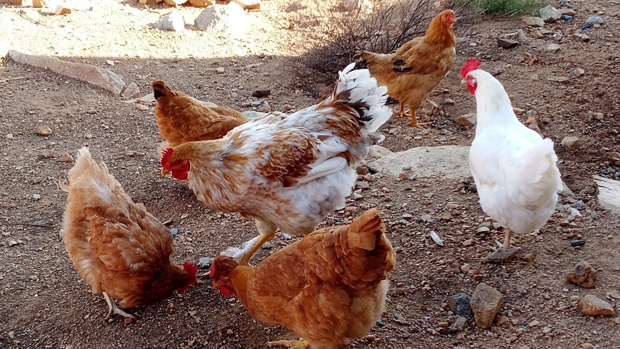 Iniciando un proyecto de huevos criollos desde cero - Gallinas en casa ...