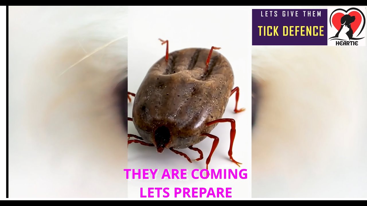 Save your Dog by Tick prevention, Tick awareness and Tick Defense. All ...