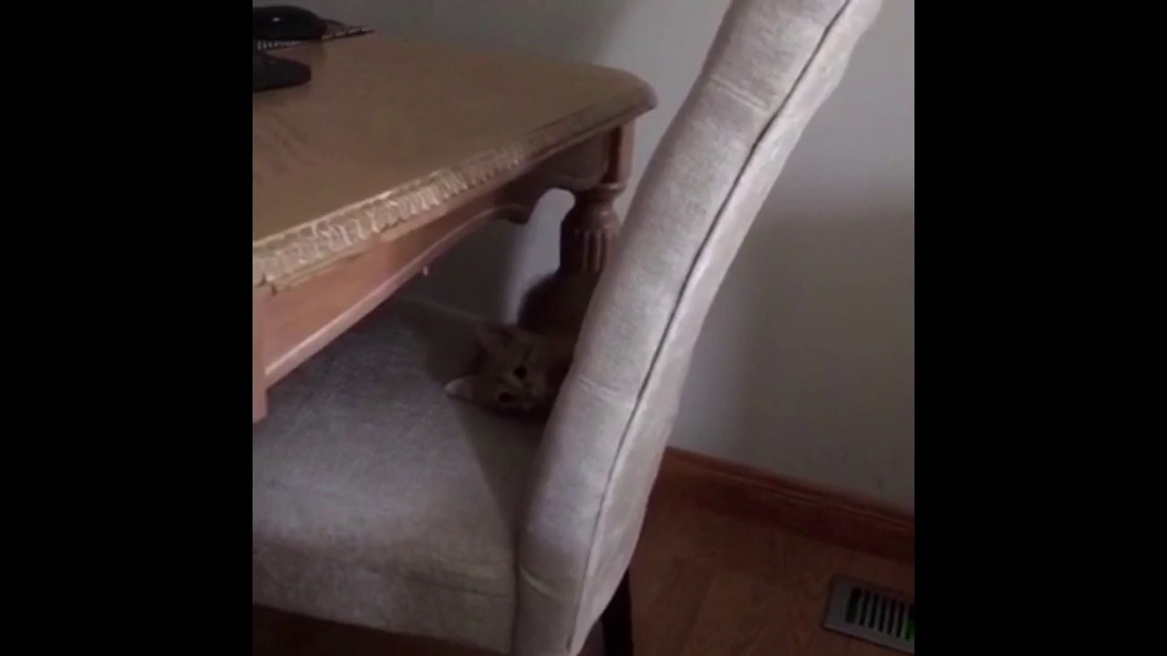 Funny Cute Cat Falls off table - YouTube