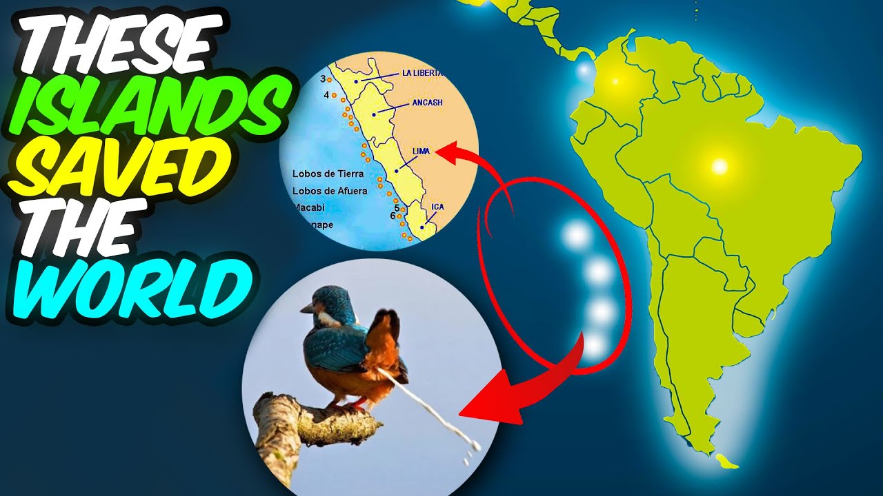 How Bird Poop Is Becoming A Powerful Force for Saving The World - Go IT