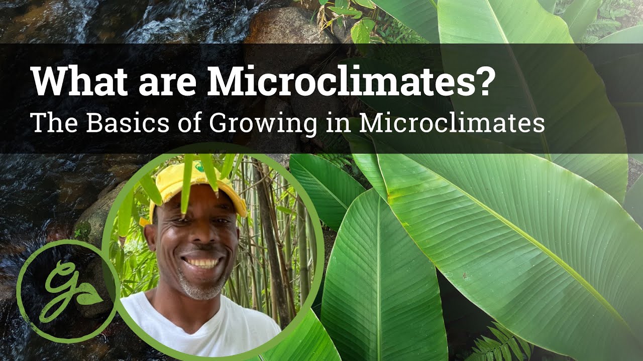 What Are Microclimates? The Basics of Microclimates in Permaculture ...