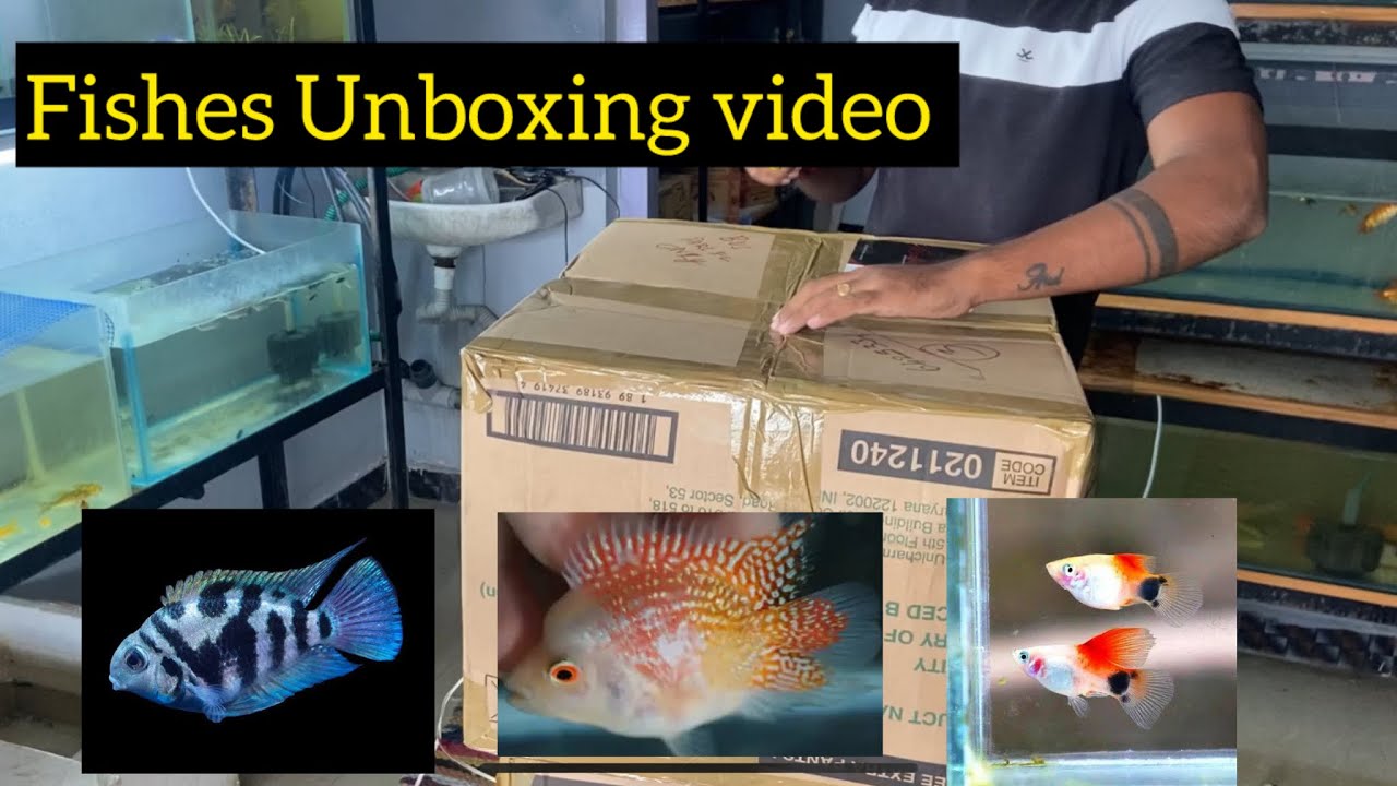 Fishes unboxing | Fat fish aquarium | kangayam - YouTube