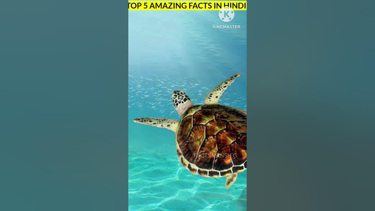TOP 5 INTERESTING FACTS IN HINDI AMAZING FACTS ANIMALS IN HINDI top-5-interesting-facts-in-hindi-amazing-facts-animals-in-hindi