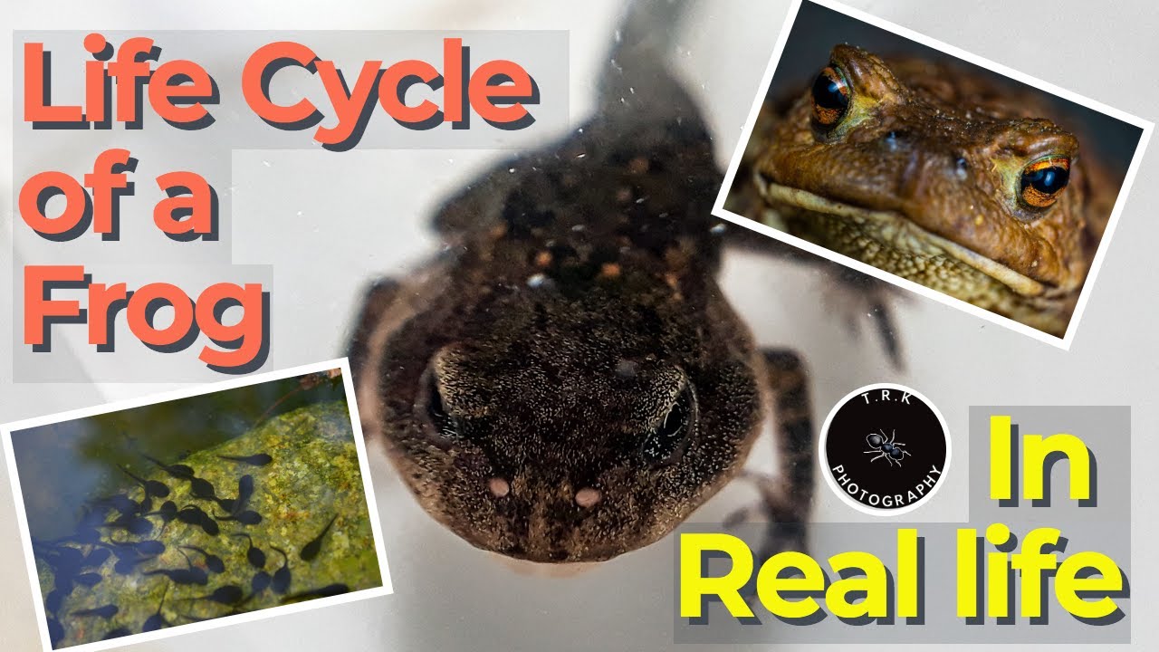 Life Cycle of a Frog in Real Life | From egg to adult #Life Cycle #Frog ...