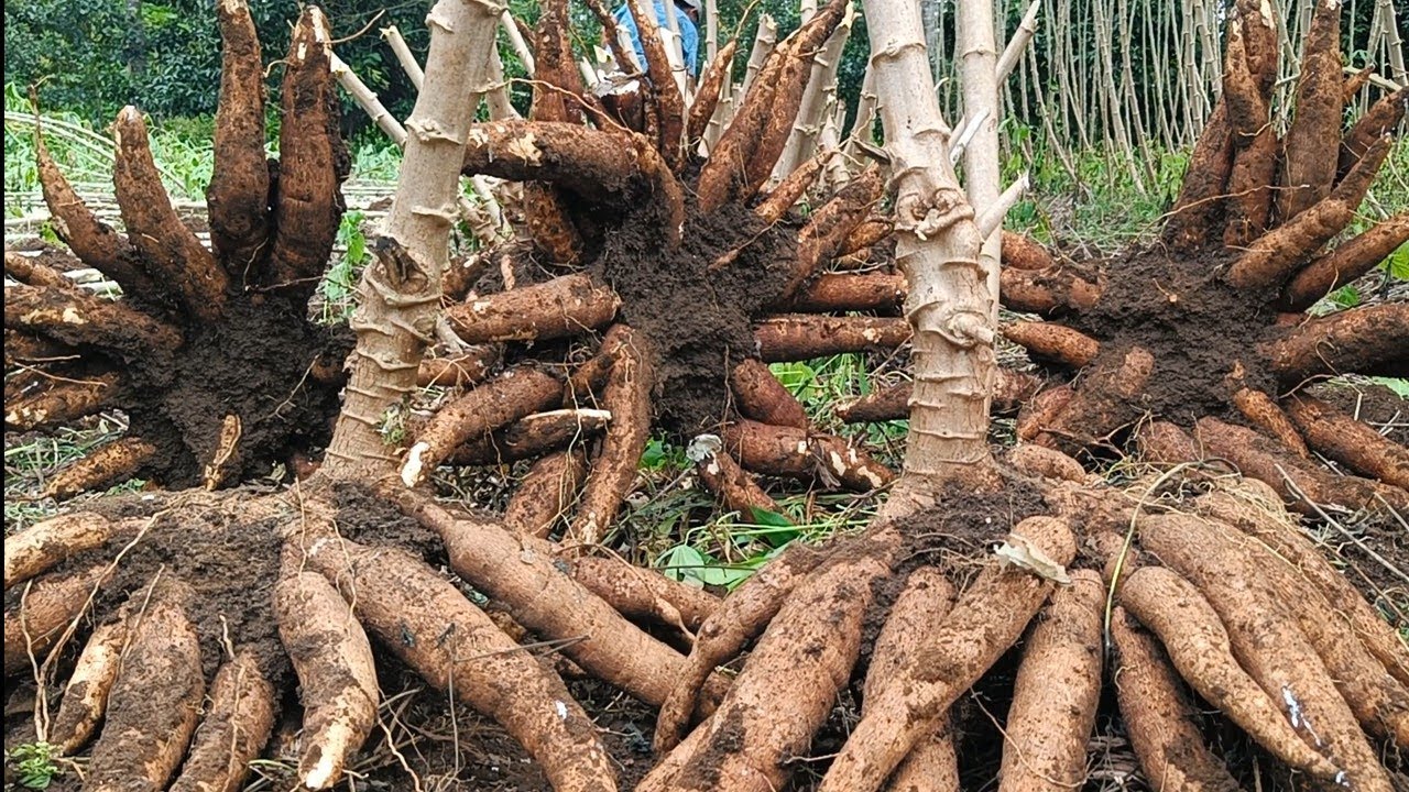 Petani Sukses / Panen Singkong Bibit Hibrida Madu. Hasil memang JOSS ...