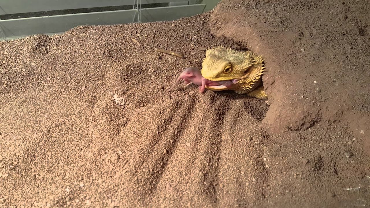Fluffy the bearded dragon eats a pinky mouse - YouTube