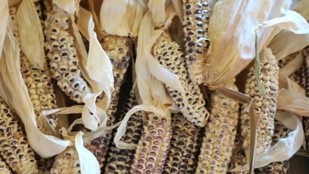 Pawnee Seed Preservation Project - 2018 Annual Report - YouTube