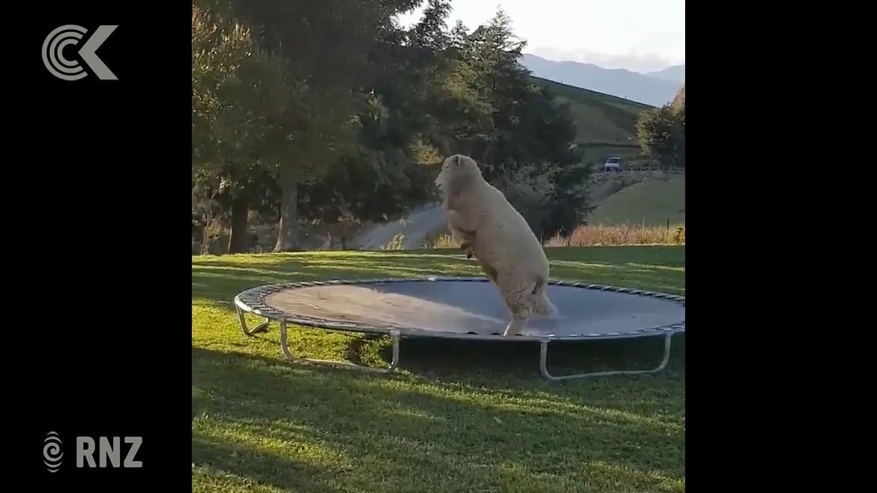 Bouncing Bacon: NZ sheep video viewed 2.4 million times - YouTube