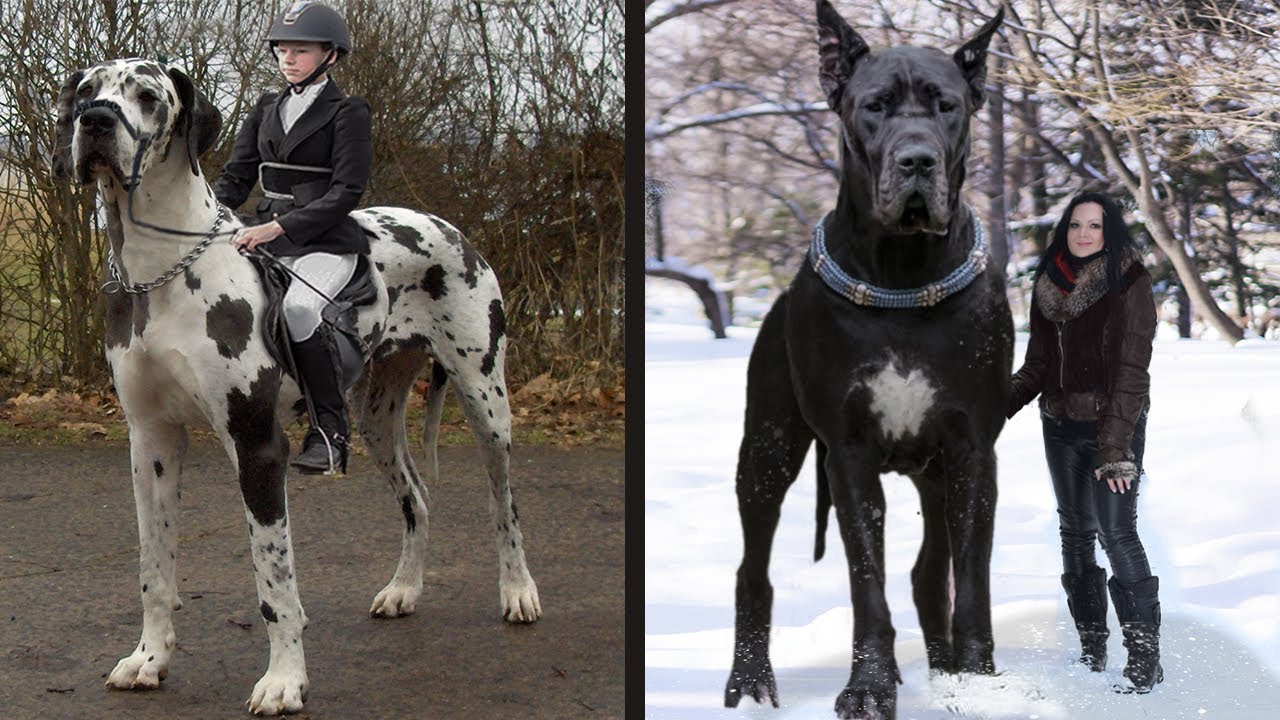 Massive dogs - couturedrop