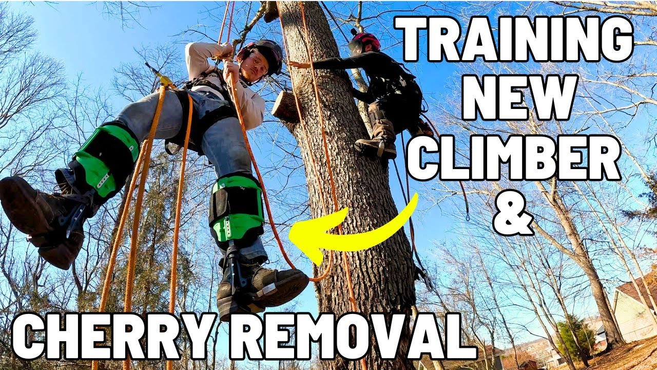 Training A New Climber & Cherry Tree Removal - YouTube