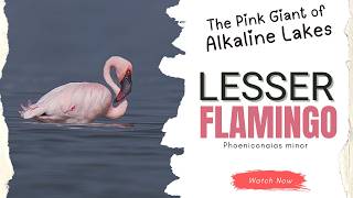 Lesser Flamingo | The Pink Giant of Africa's Alkaline Lakes #birds #wildlife #flamingo #trending