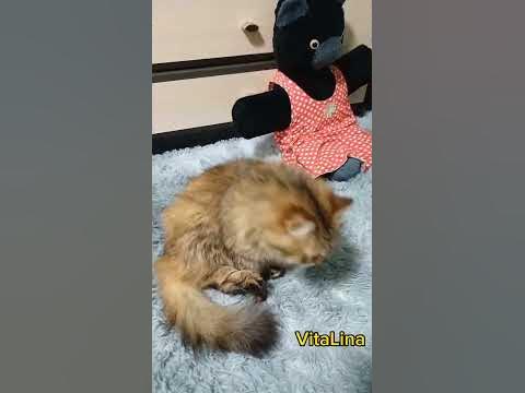 Бусінка, наша улюбленка, котиха звичайна #котики#кішка#домашніулюбленці ...